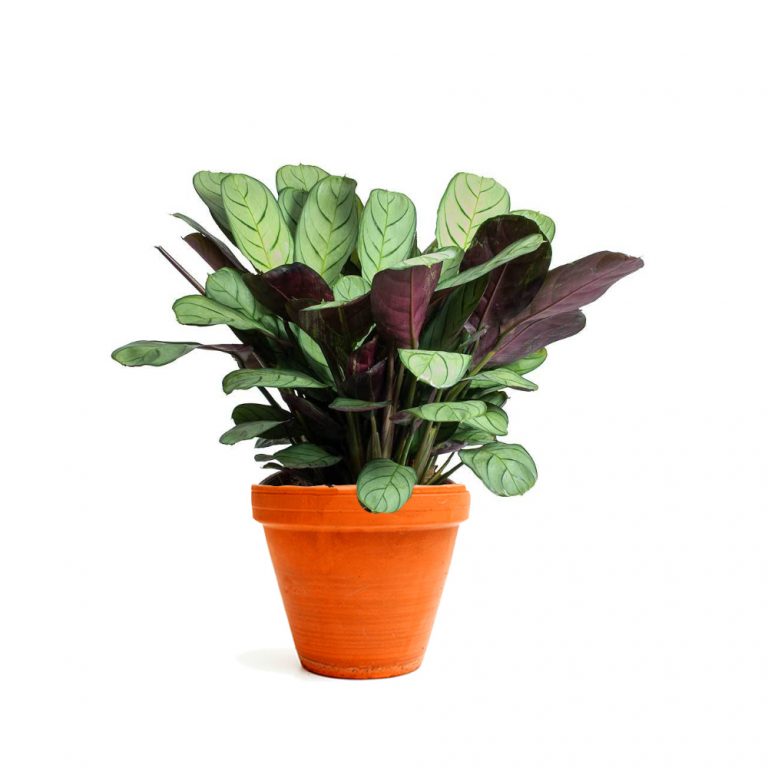 🏅 Ctenanthe amagris - Variegata.es