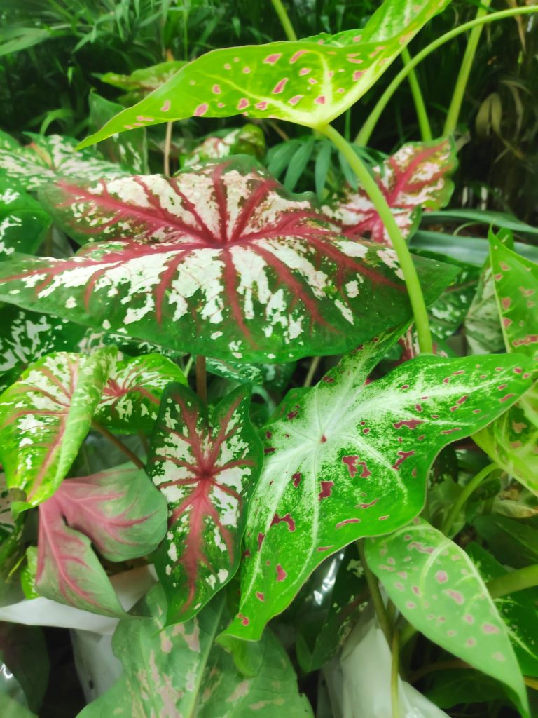 🏅 Cómo cuidar una planta de Fittonia - Variegata.es